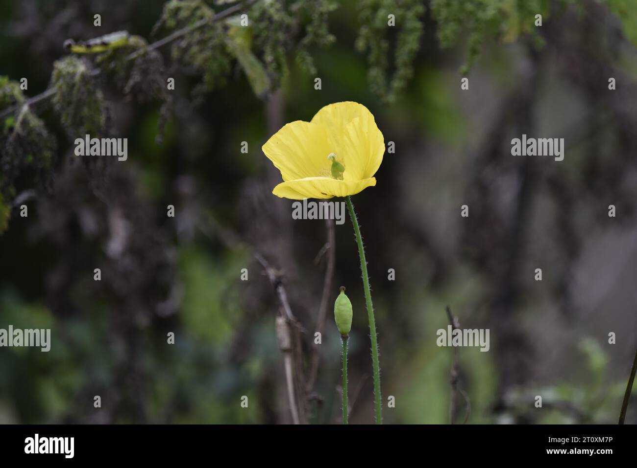 Welsh poppy meconopsis cambrica hi-res stock photography and images - Alamy