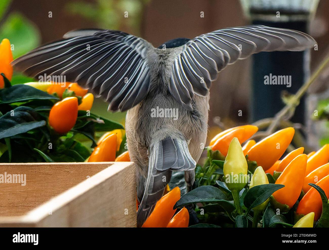 A Black-Capped Chickadee from the back Stock Photo - Alamy