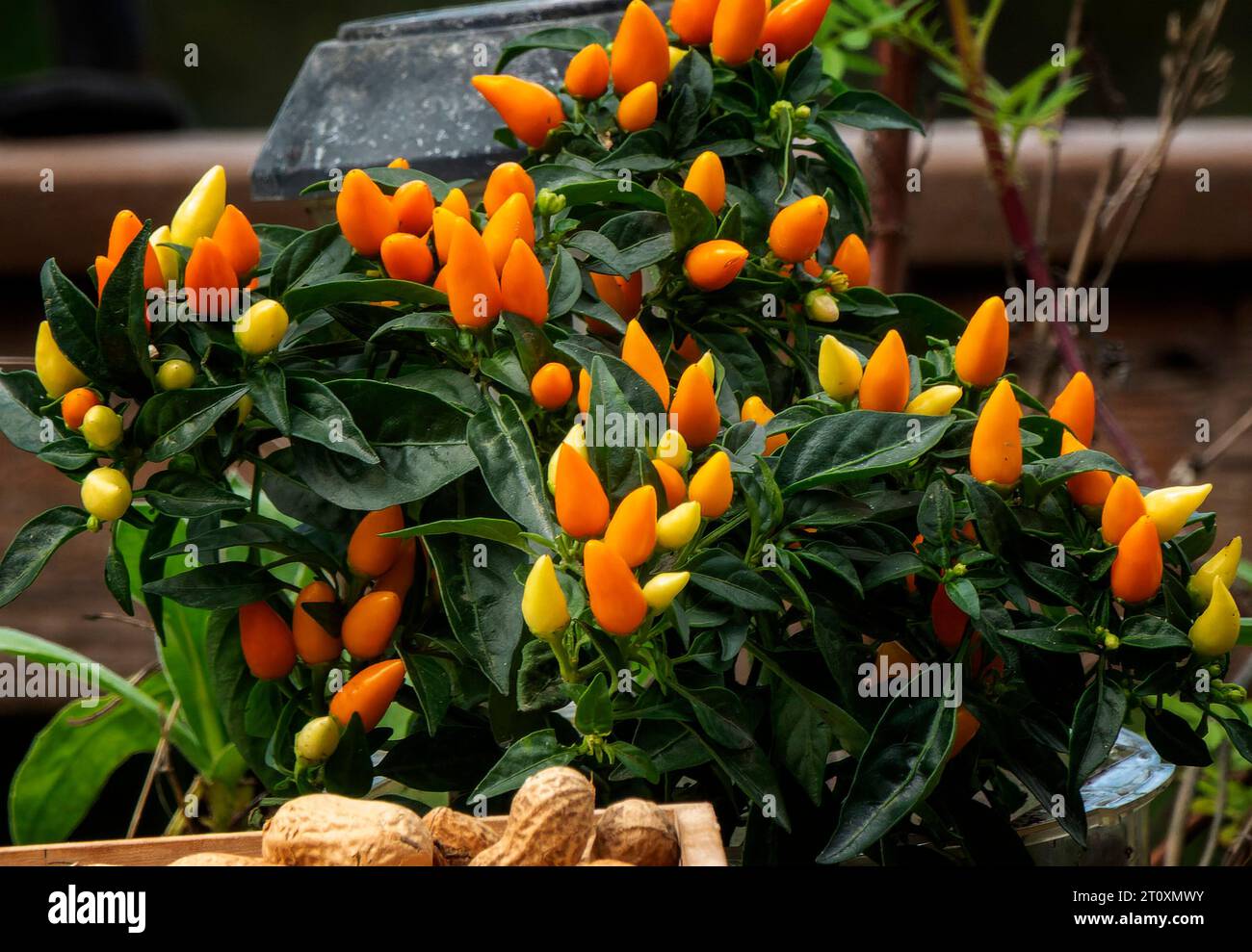 Ornamental paooers hi-res stock photography and images - Alamy