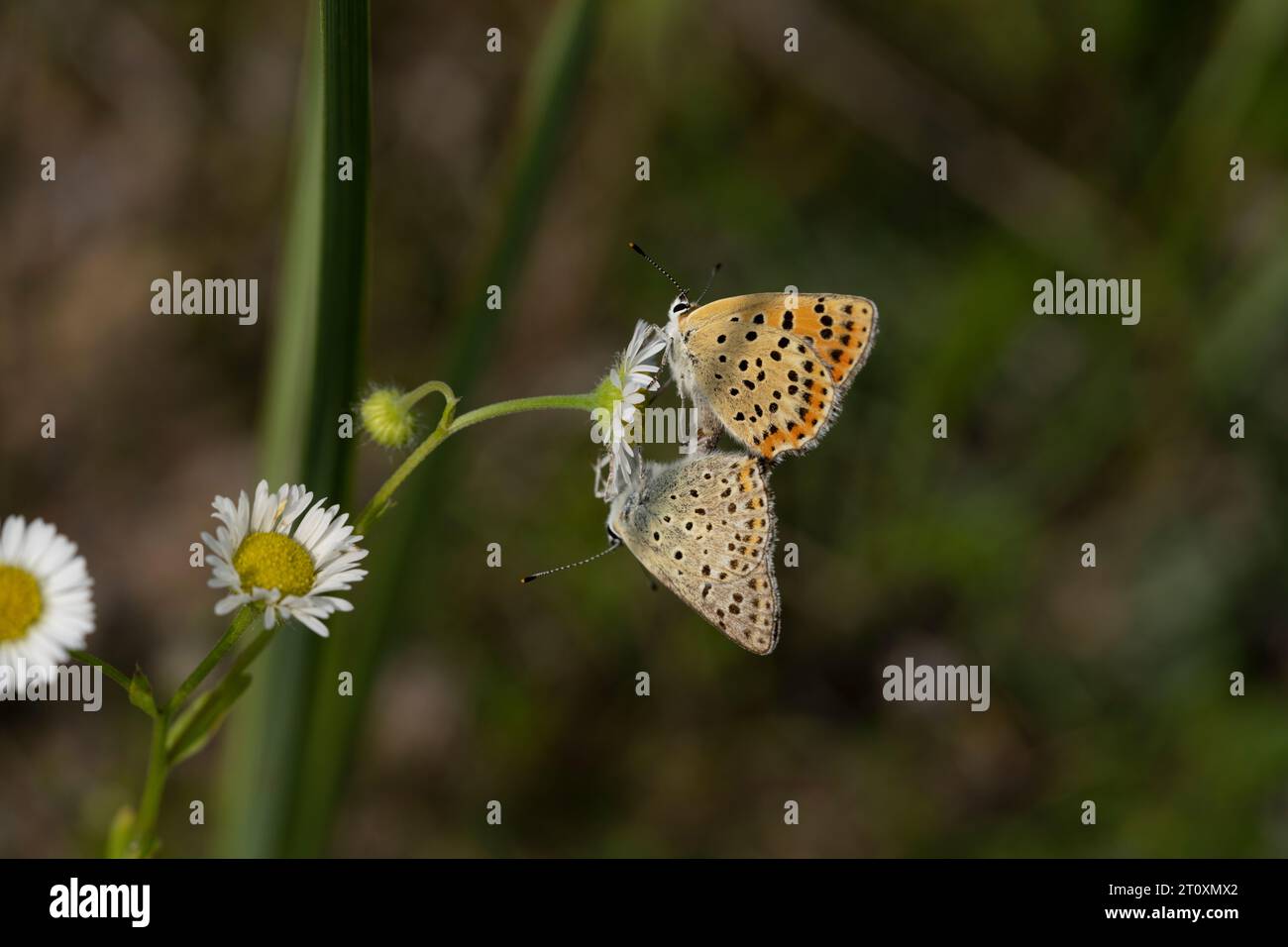 Lycaena alciphron Family Lycaenidae Genus Lycaena Purple-shot copper ...