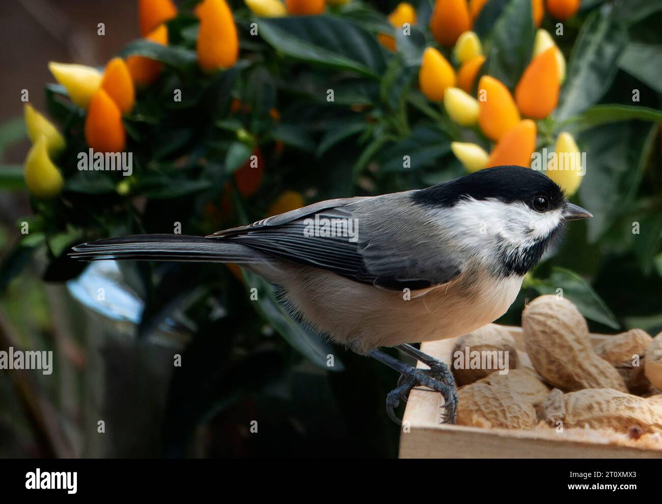 A Black-Capped Chickadee on a bird feeder with peanuts Stock Photo - Alamy