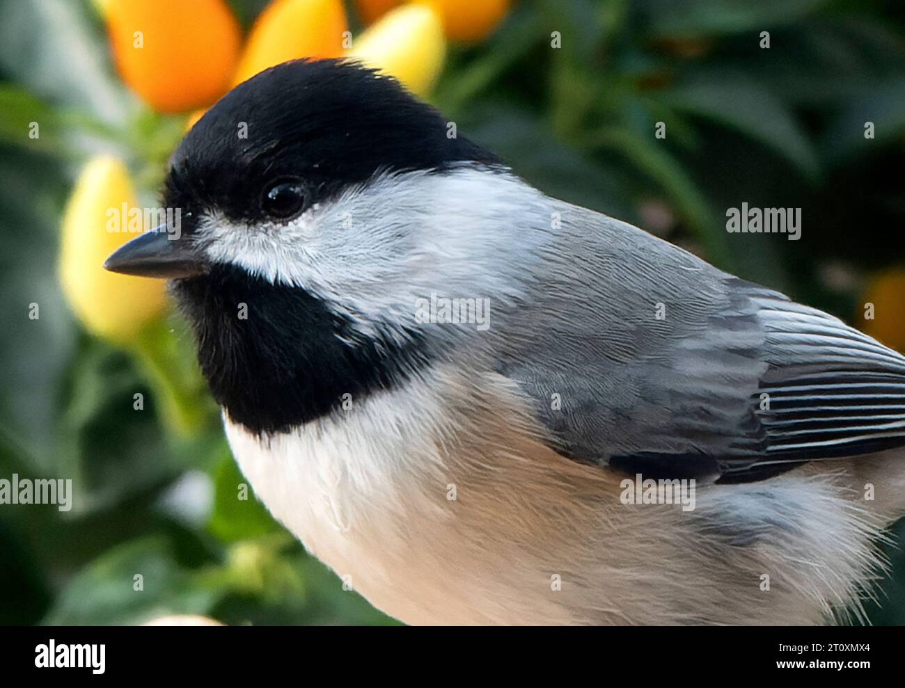 A Black-Capped Chickadee close up Stock Photo - Alamy