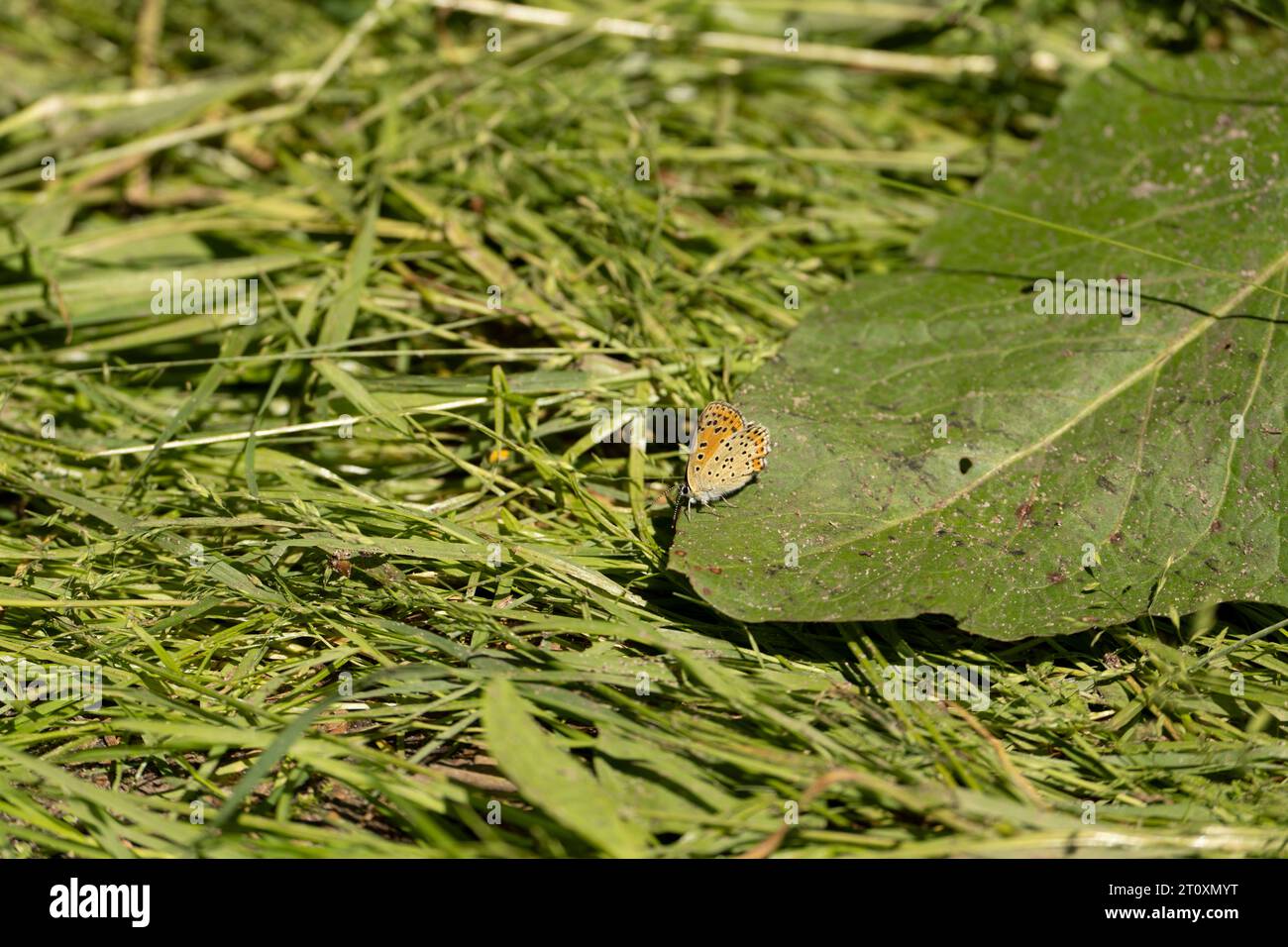 Čiobrelinis auksinukas Lycaena alciphron Family Lycaenidae Genus ...