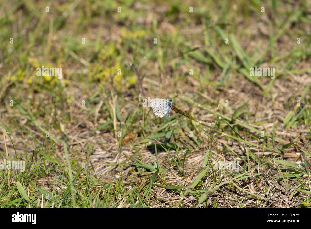 Akiuotasis melsvys Plebeius argus Family Lycaenidae Genus Plebejus ...