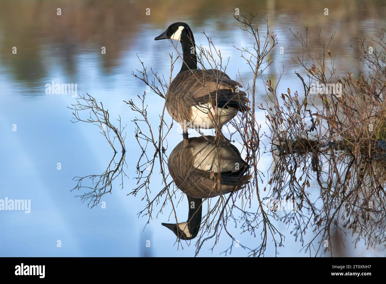 A Canada goose peacefully floating in a lake, their reflection creating ...