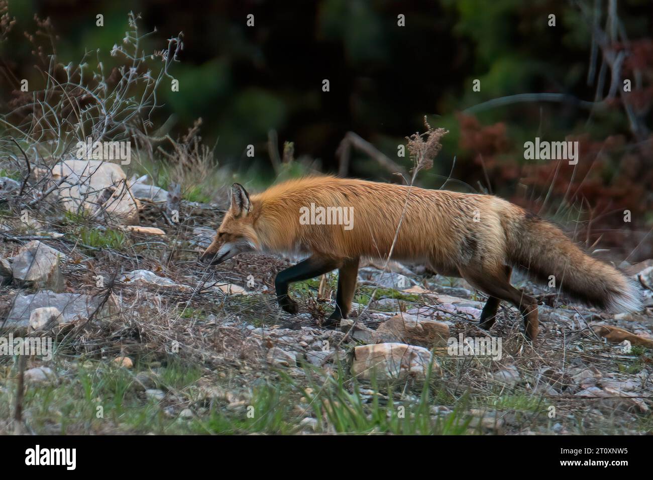 A red fox running across a grassy field with rocky terrain in the ...