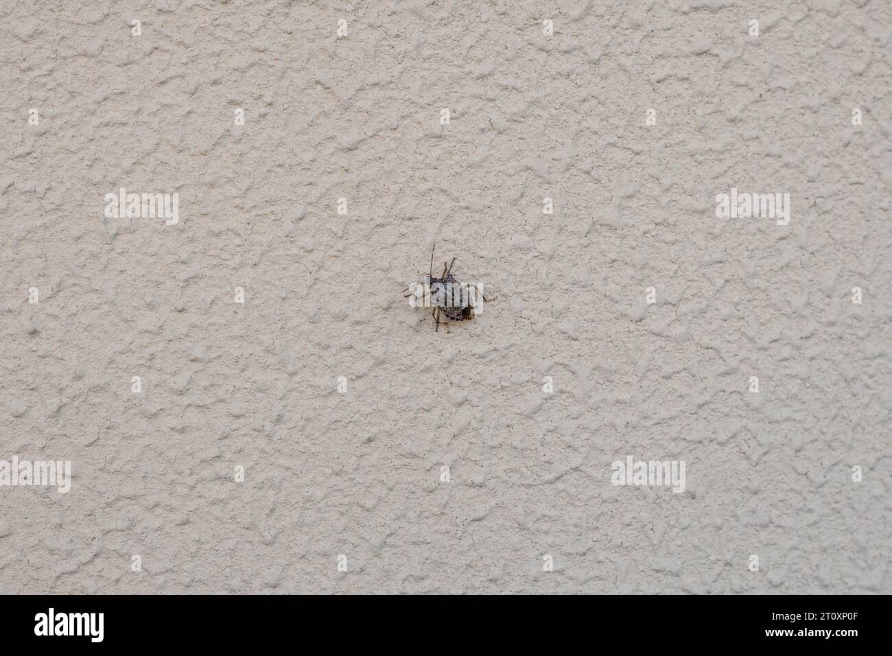 Macro image in natural light of an isolated specimen of brown ...