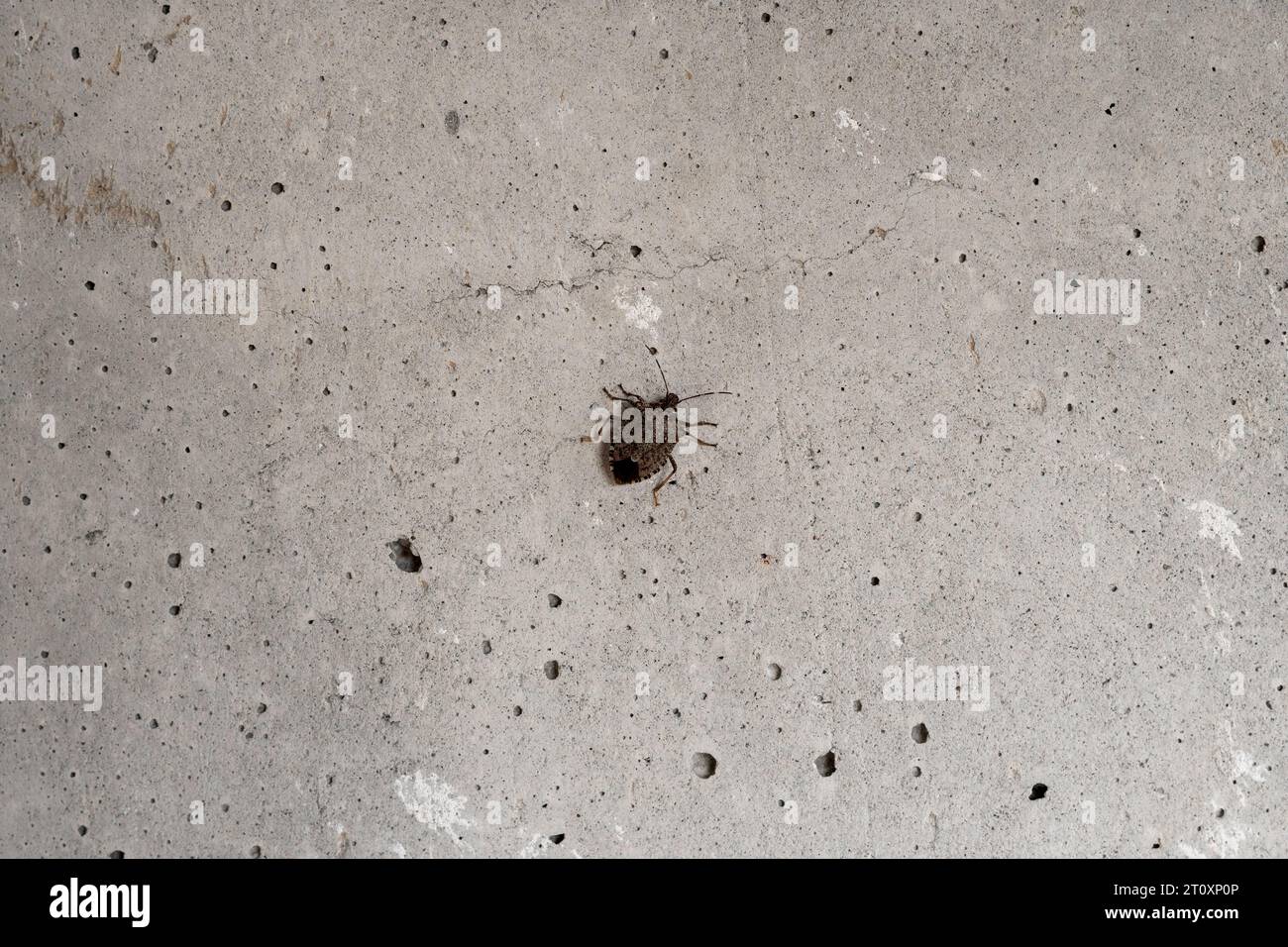 Macro image in natural light of an isolated specimen of brown ...