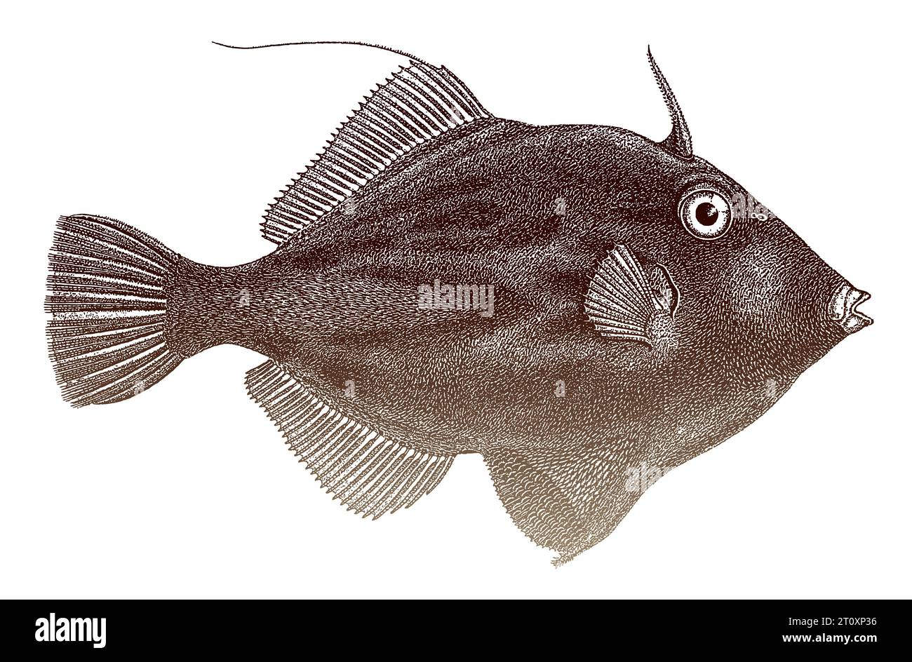 Filefish Stock Vector Images - Alamy