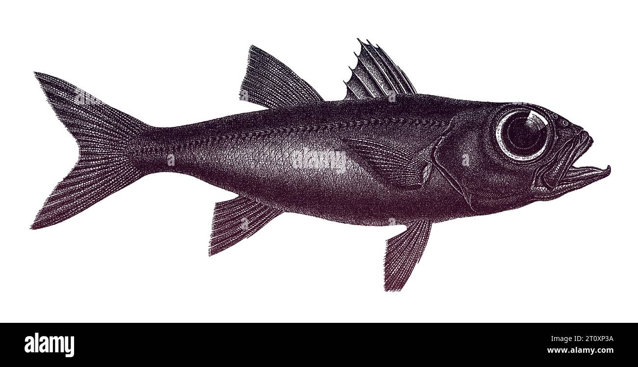 Black cardinal fish Stock Vector Images - Alamy