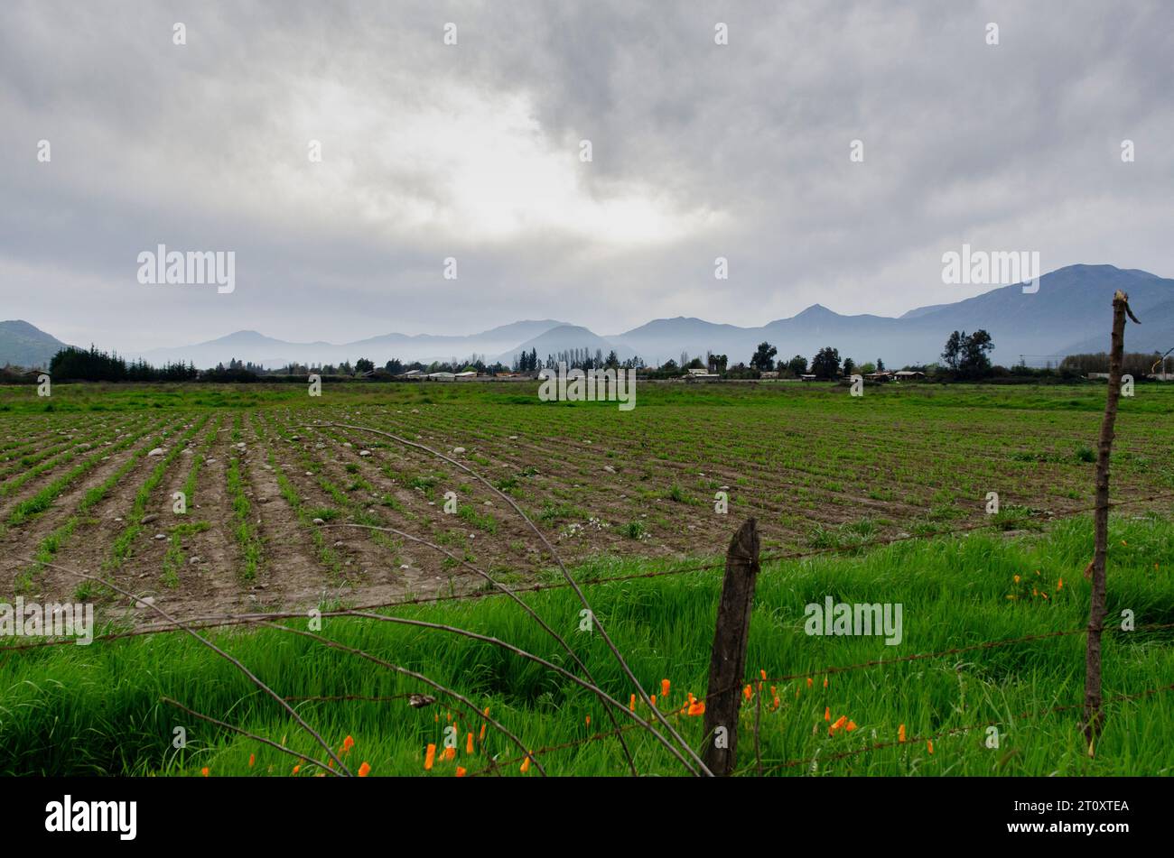 Agricultural soil at El Olivar, Chile Stock Photo - Alamy