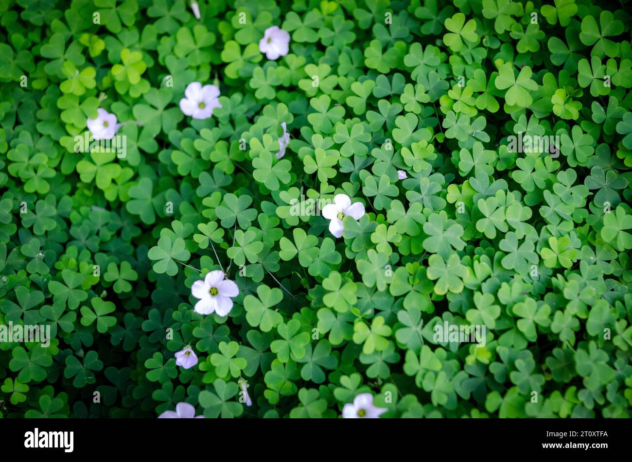 Clover plants in a garden at El Olivar, Chile Stock Photo - Alamy