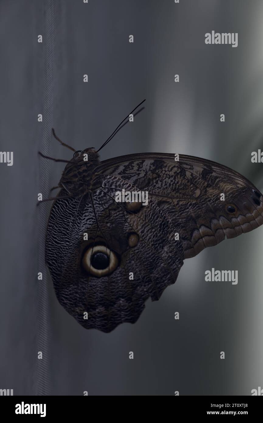 Moth in a tropical garden seen up close Stock Photo - Alamy