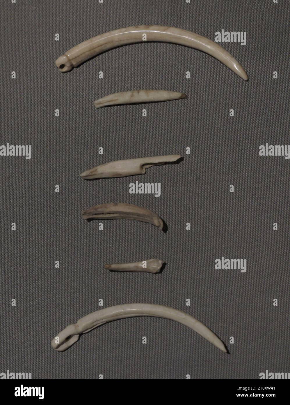 Neolithic Period. Temple Period (4000 to 2500 BC). Malta. Bone points ...