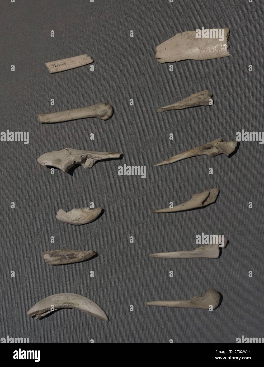 Neolithic Period. Temple Period (4000 to 2500 BC). Malta. Bone utensils ...