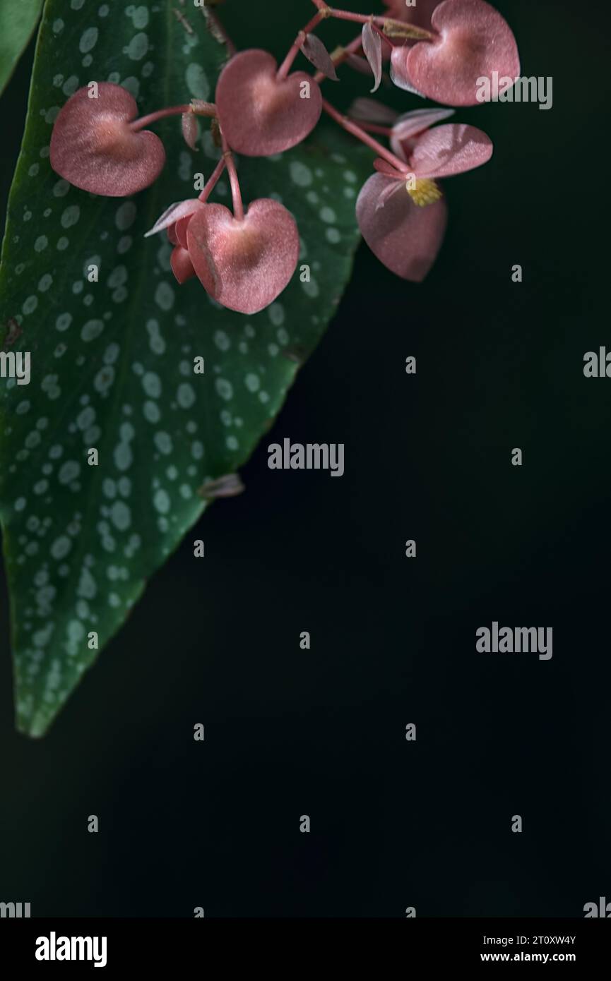 Begonia in bloom in a garden seen up close Stock Photo - Alamy