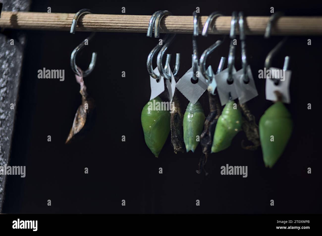 Grass yellow butterfly cocoon hi-res stock photography and images - Alamy