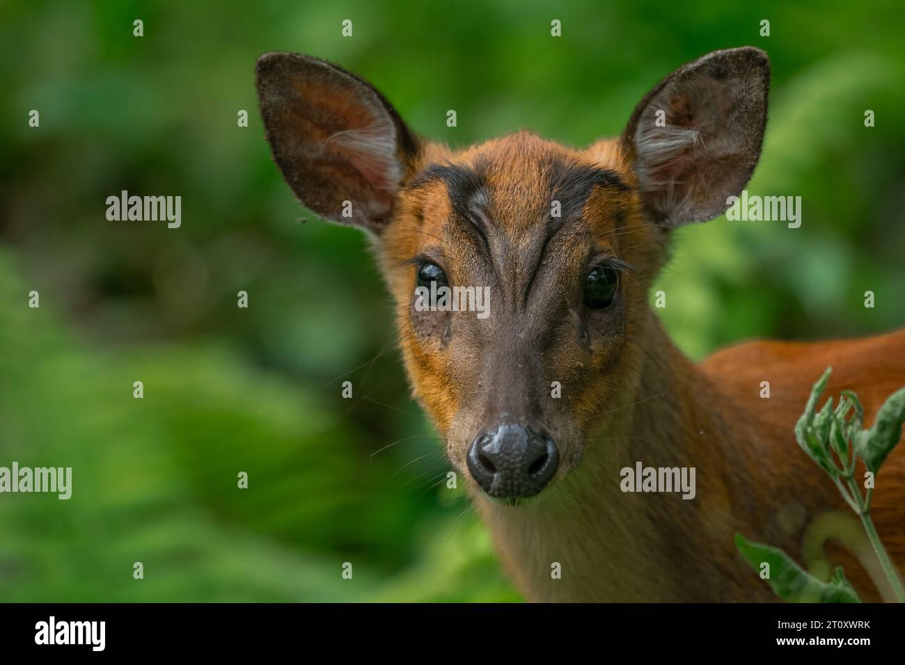 Close-up portrait of a southern red muntjac with a green background ...