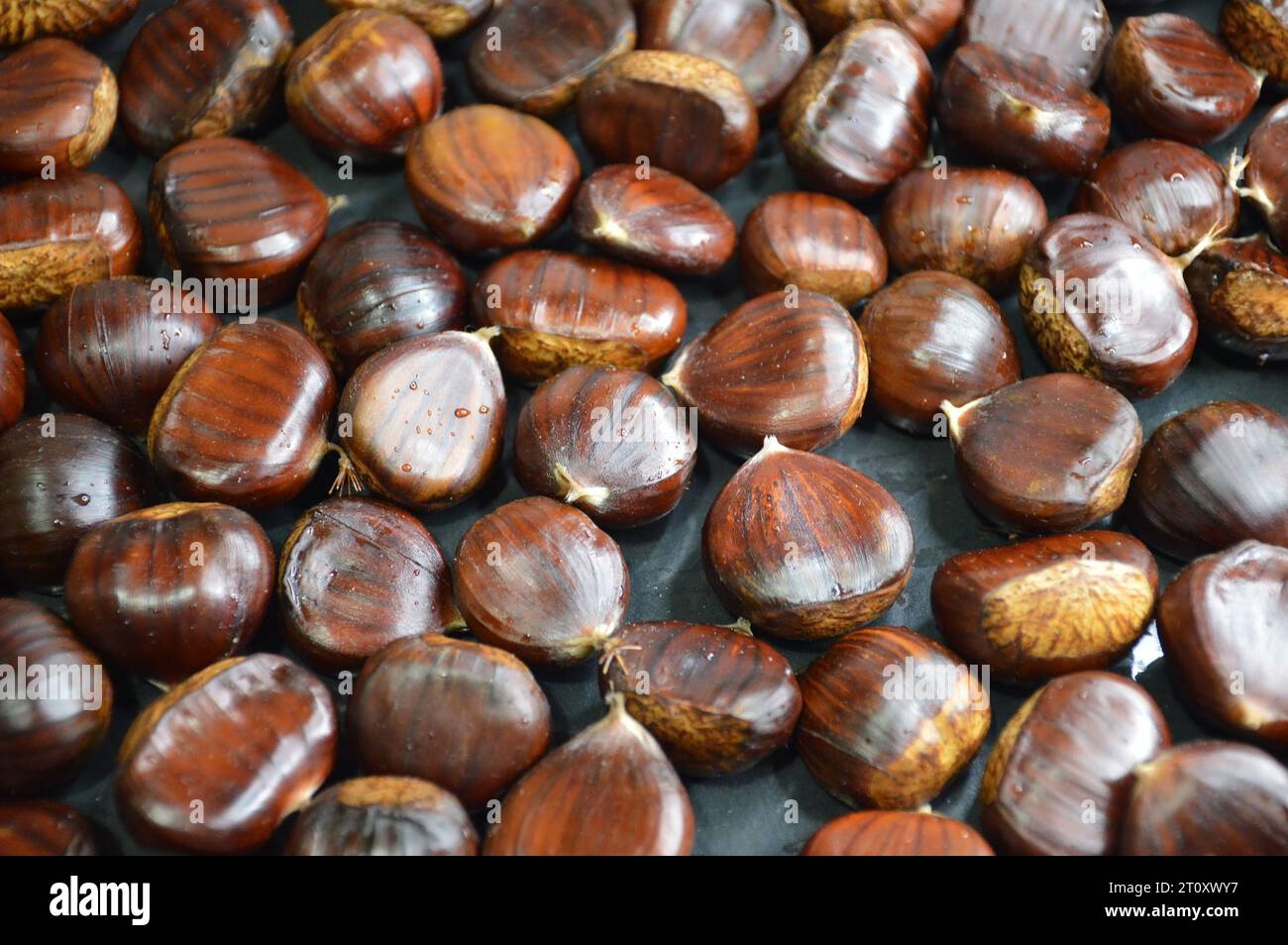 Harvest sweet edible chestnuts hi-res stock photography and images - Alamy