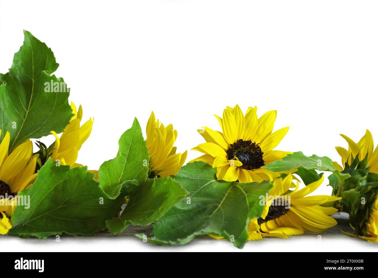Autumn sunflowers border isolated on white background with copy space ...