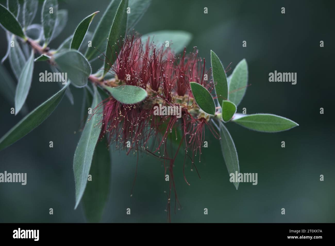 Paperbark tree inflorescence in a garden seen up close Stock Photo - Alamy