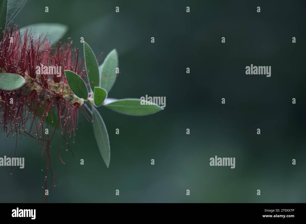 Paperbark tree inflorescence in a garden seen up close Stock Photo - Alamy