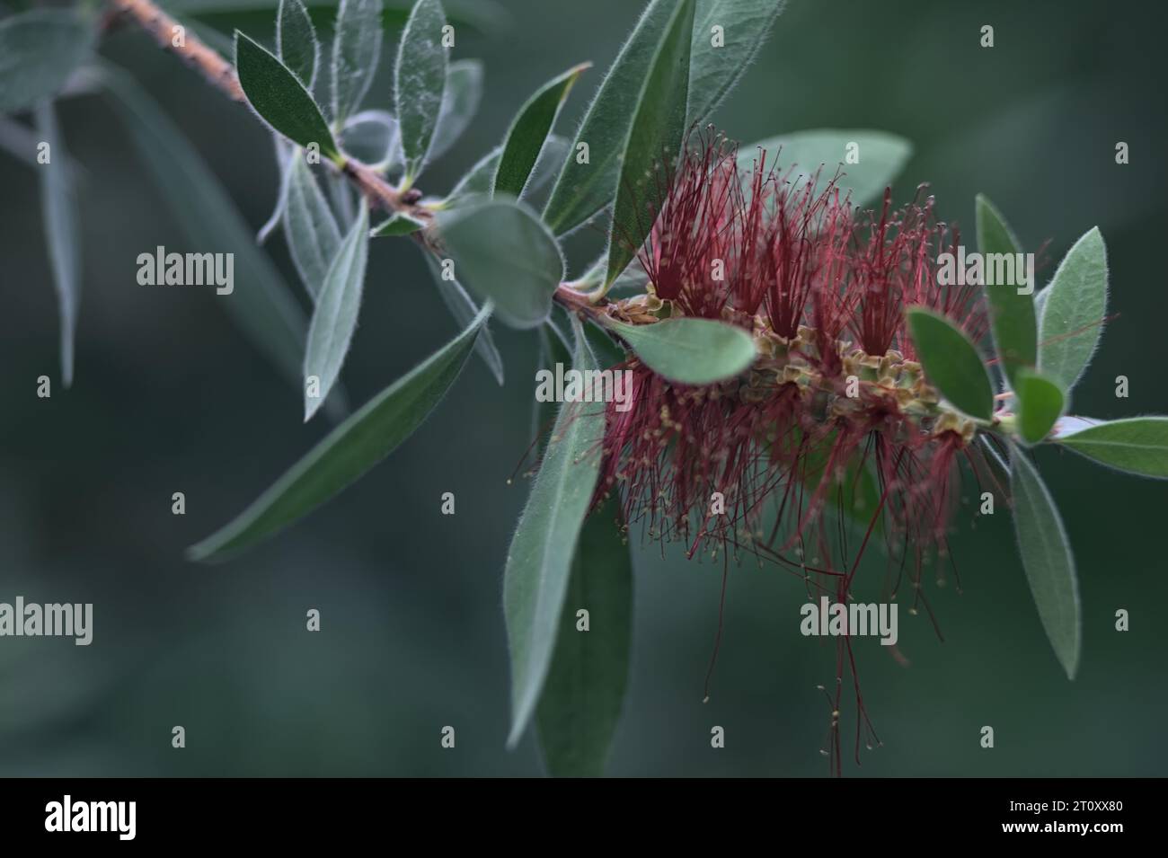 Paperbark tree inflorescence in a garden seen up close Stock Photo - Alamy