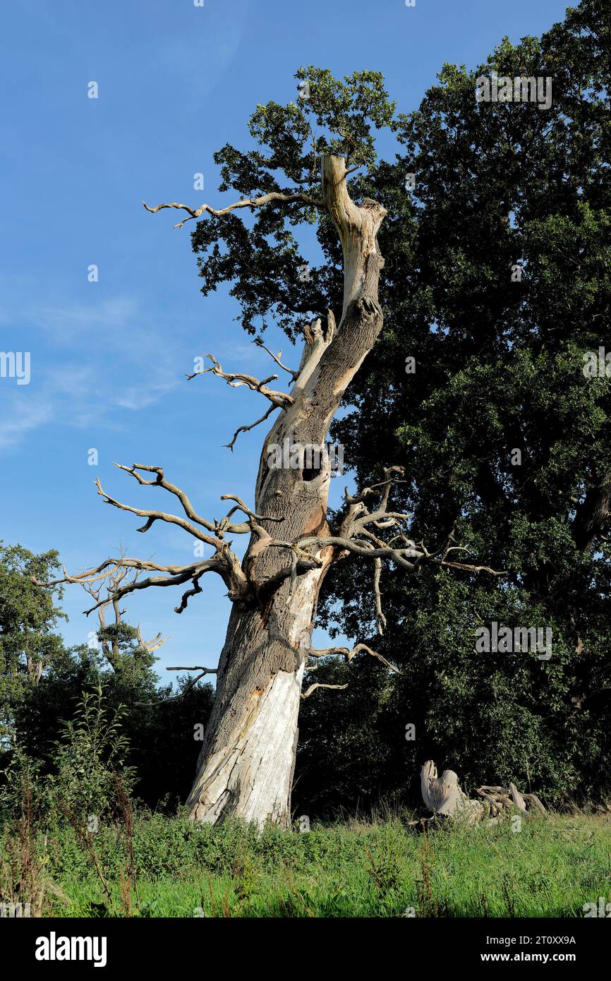 Beautiful dead tree hi-res stock photography and images - Alamy