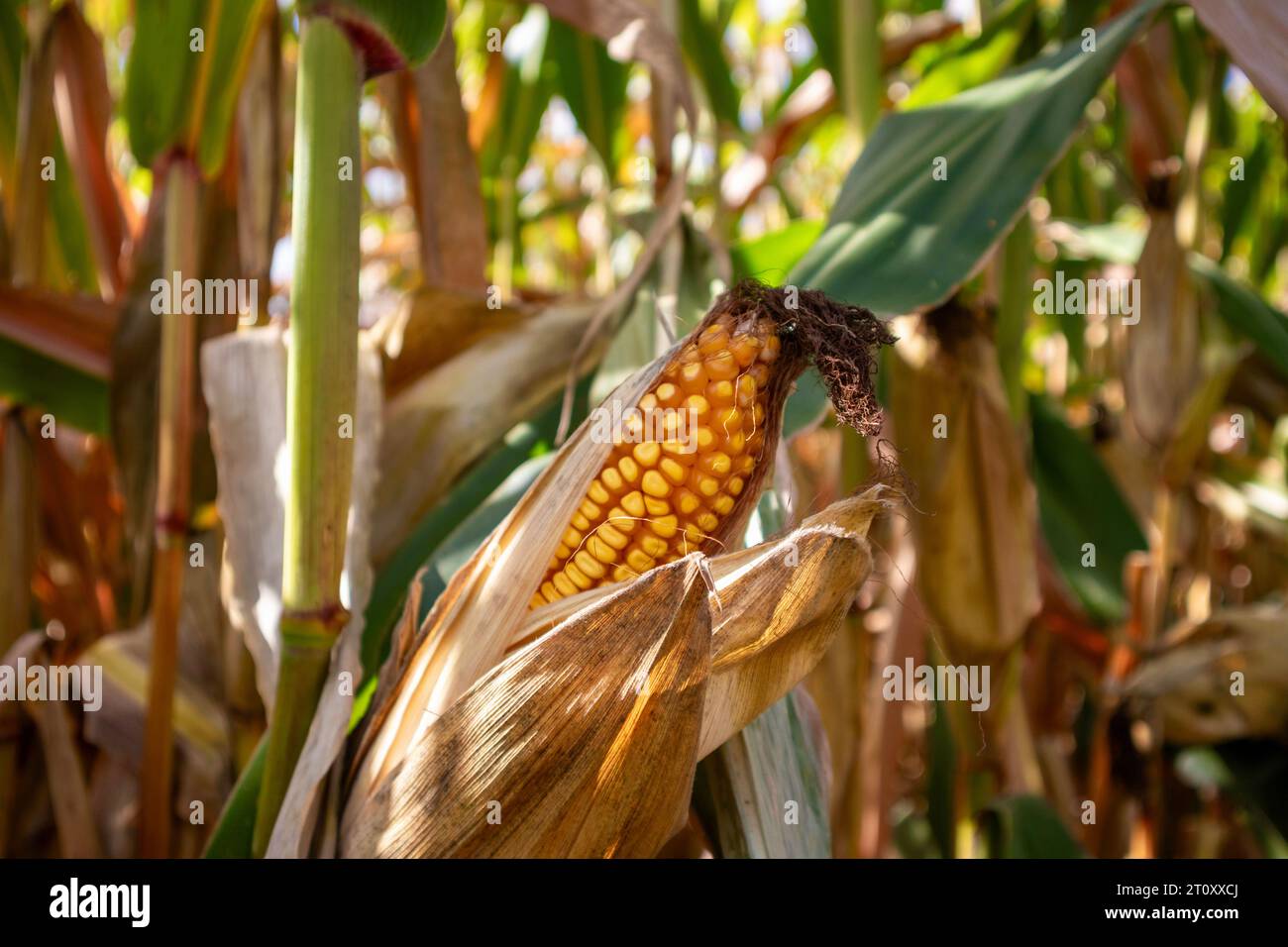 Dried ears of corn on corn stalks close up Stock Photo - Alamy