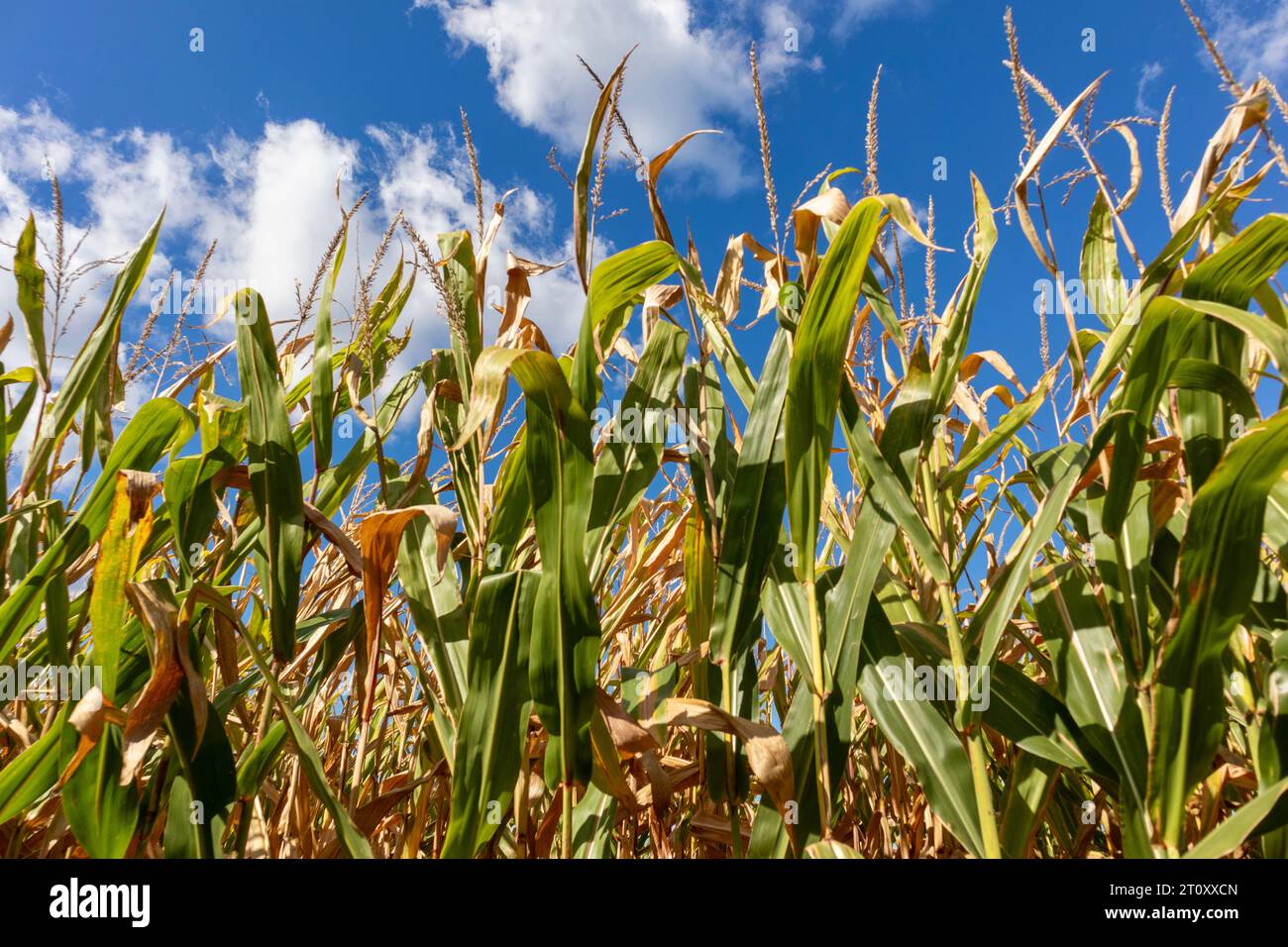Corn field close up, low angle view against blue sky with clouds Stock ...