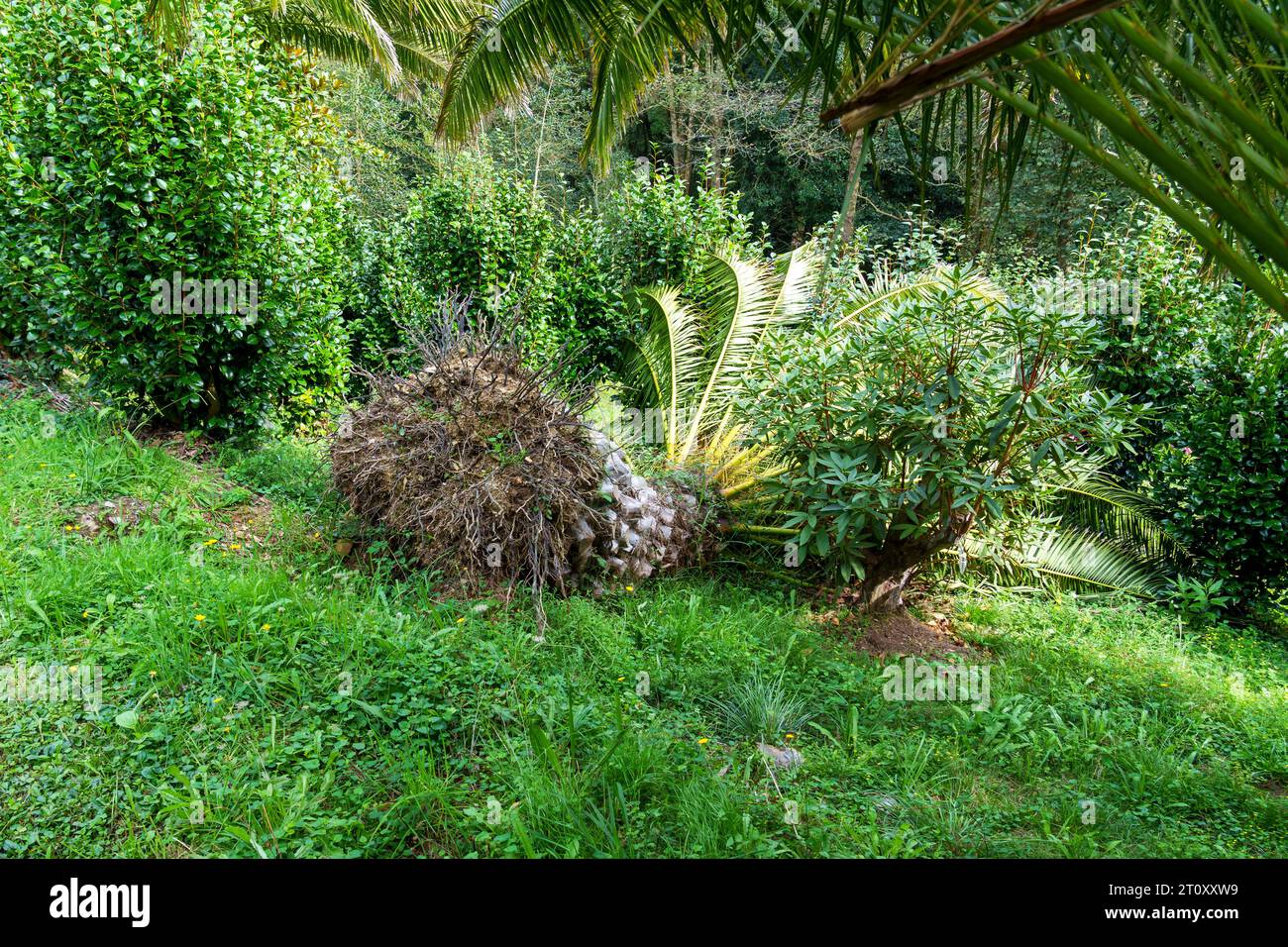 A fallen palm tree torn out of the ground. Consequences of a natural ...