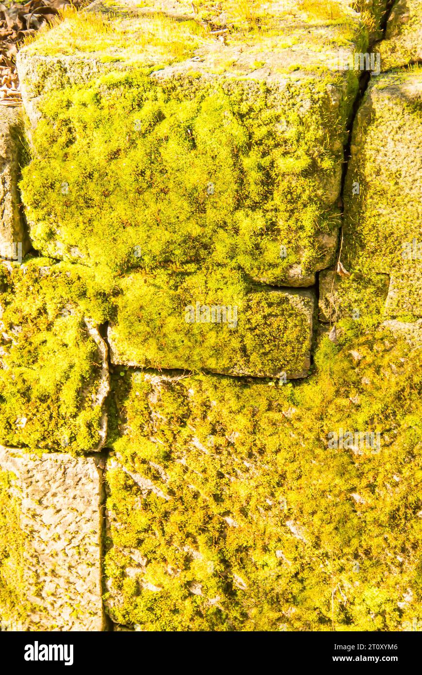 Large rock moss on hi-res stock photography and images - Alamy