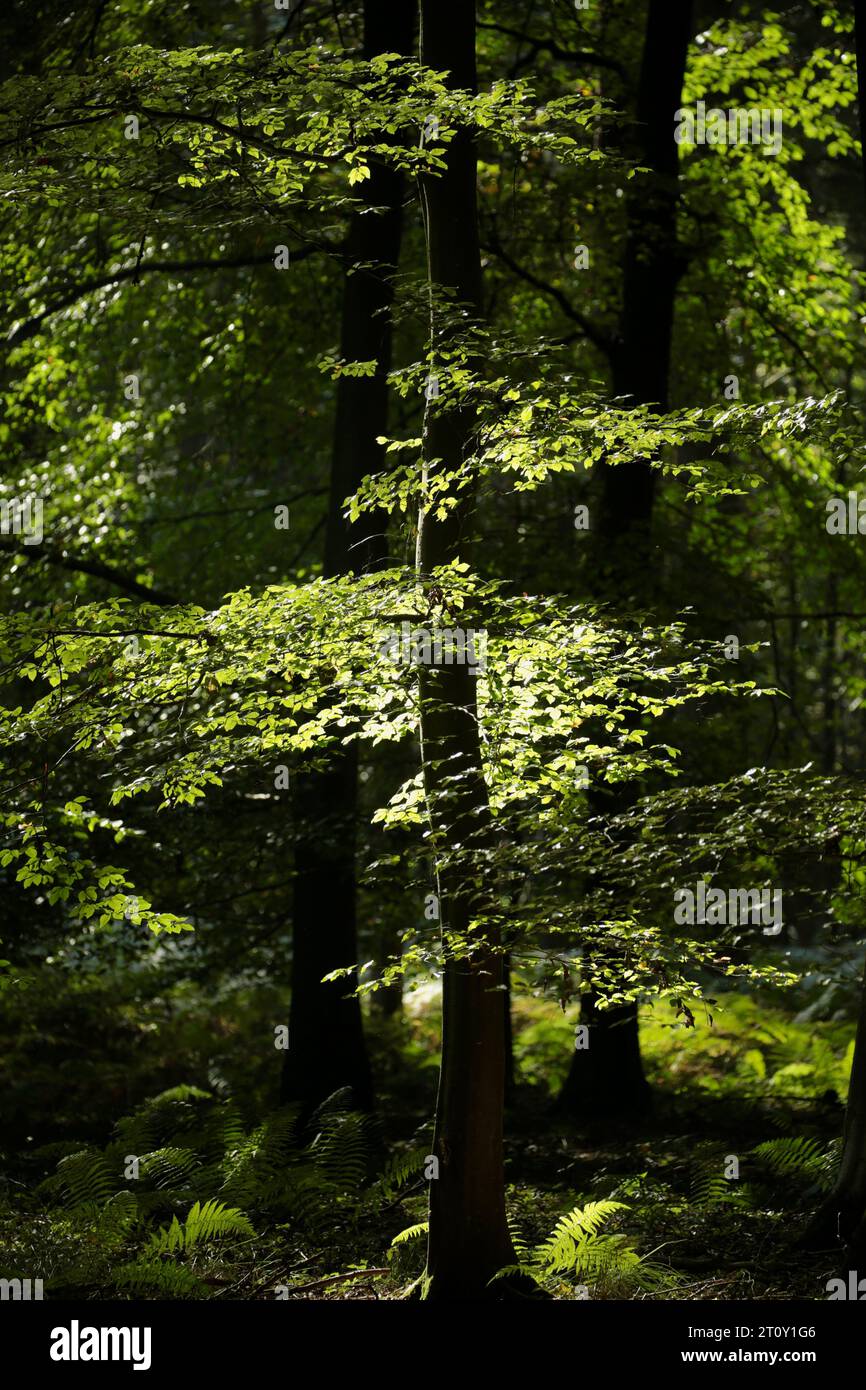 sunlit woodland trees and leaves Stock Photo - Alamy