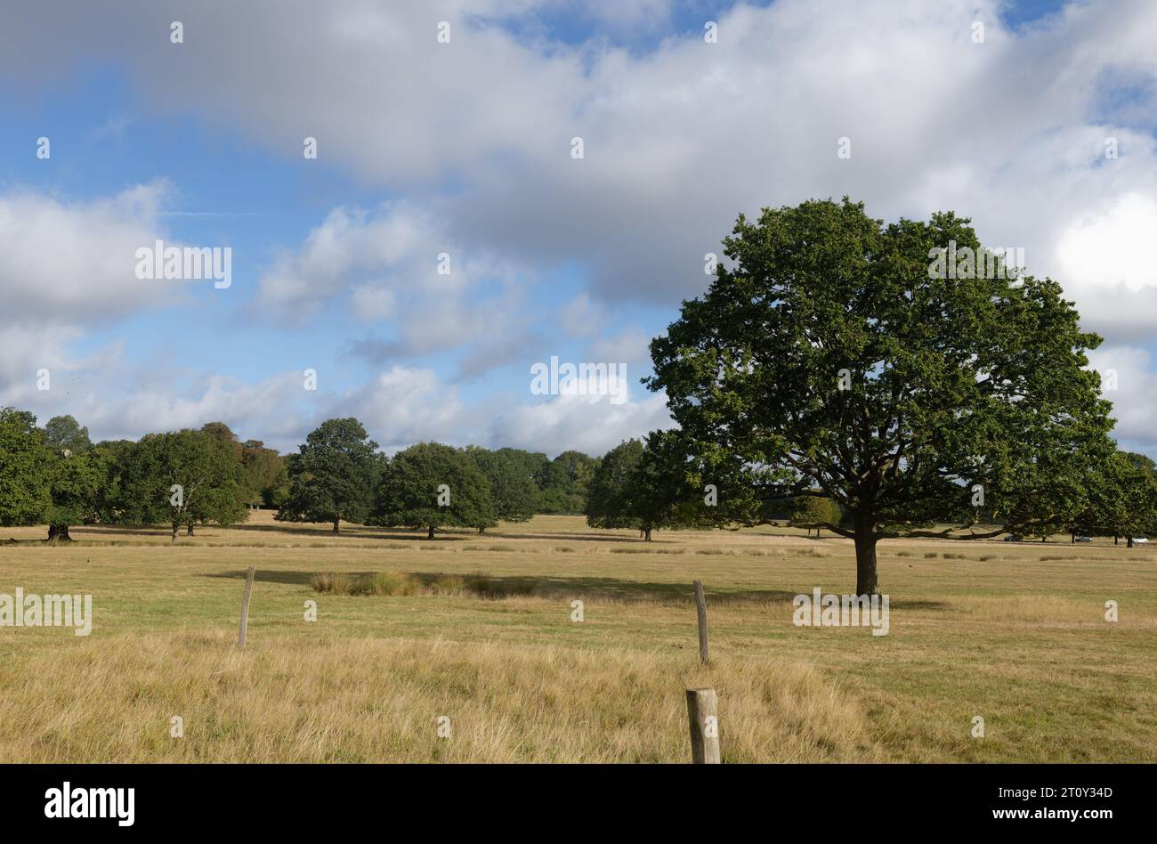 The single tree in the flying field at Richmond Park, London England ...