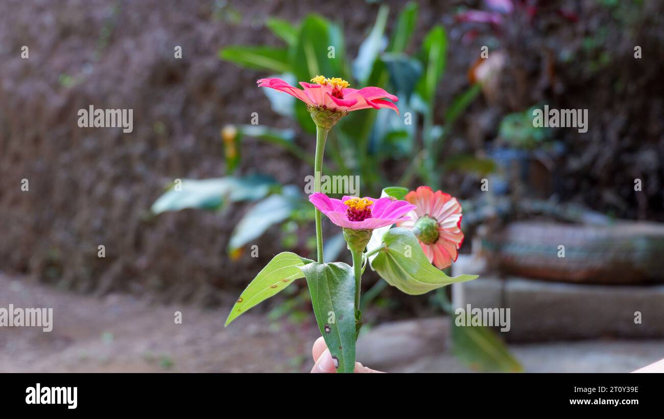 flowers that grow wild around the forest, with a deep green color Stock ...