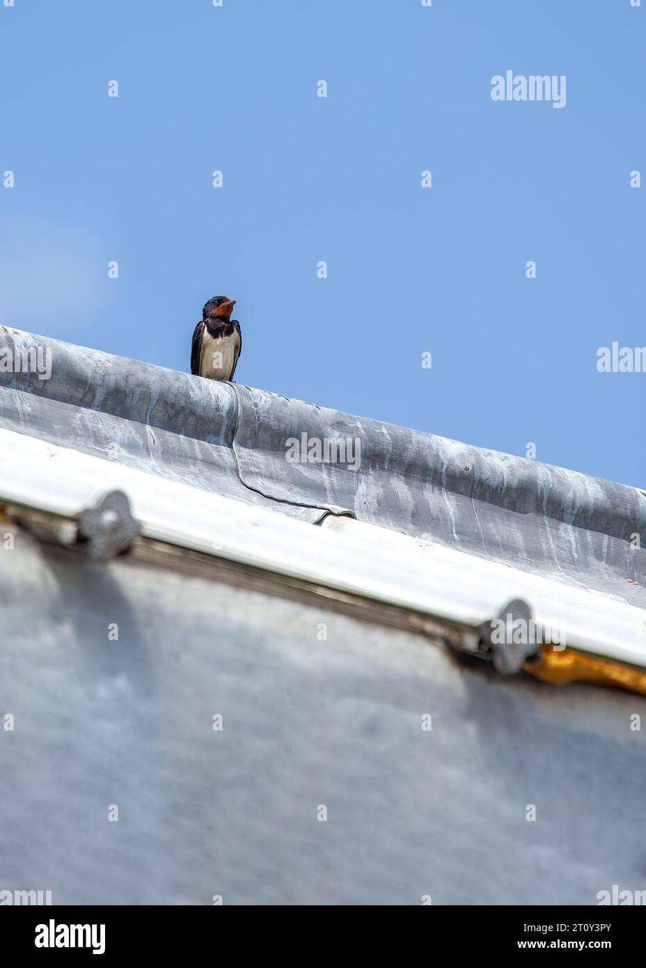 The Swallow (Hirundo rustica), a migratory bird, captured in Dublin ...