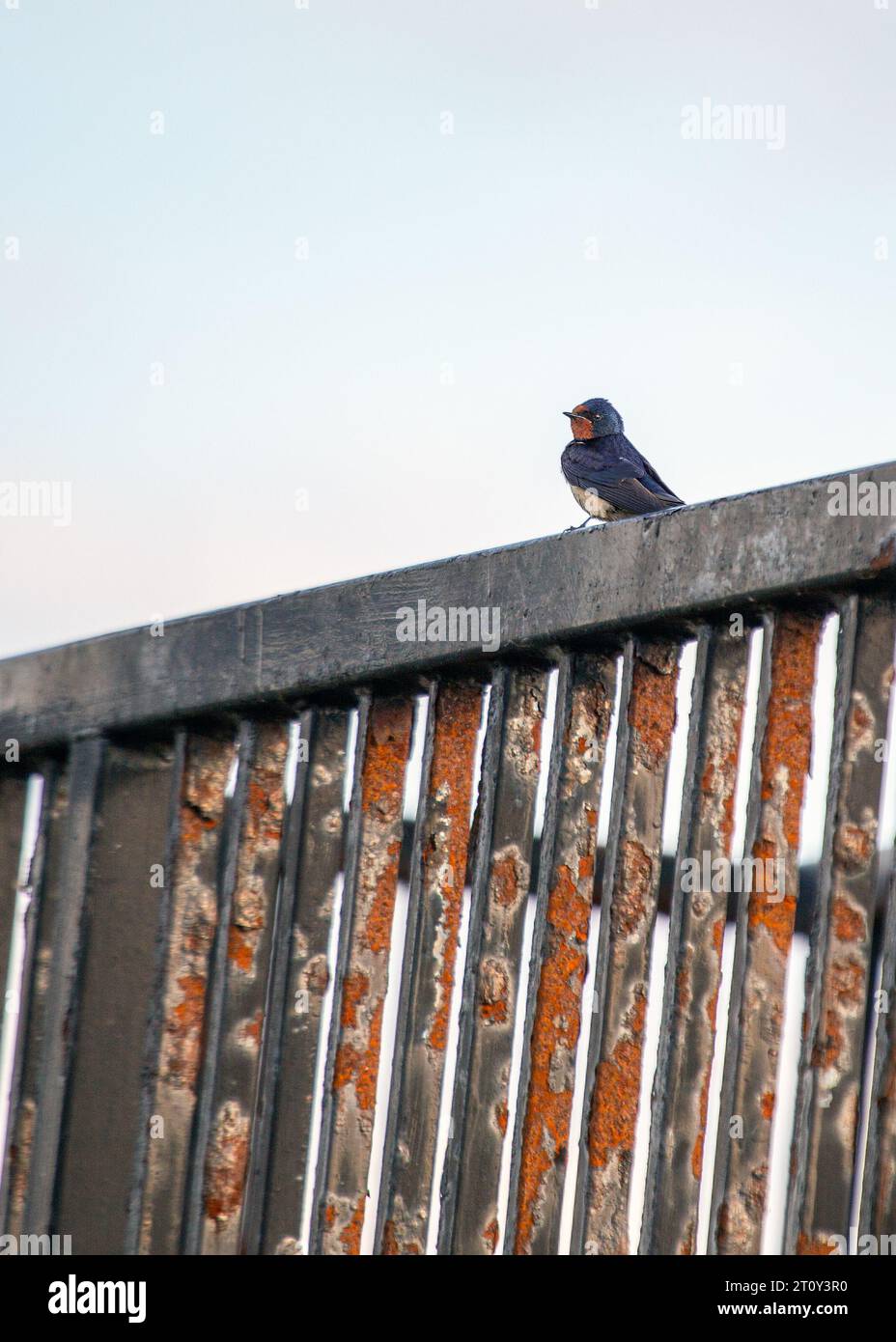 Dublins avian wonder hi-res stock photography and images - Alamy