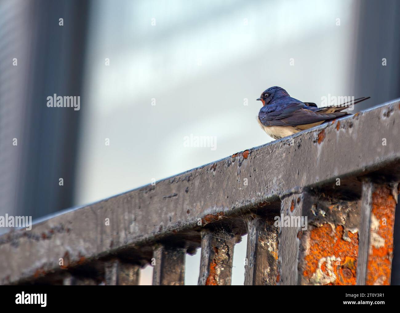 The Swallow (Hirundo rustica), a migratory bird, captured in Dublin ...