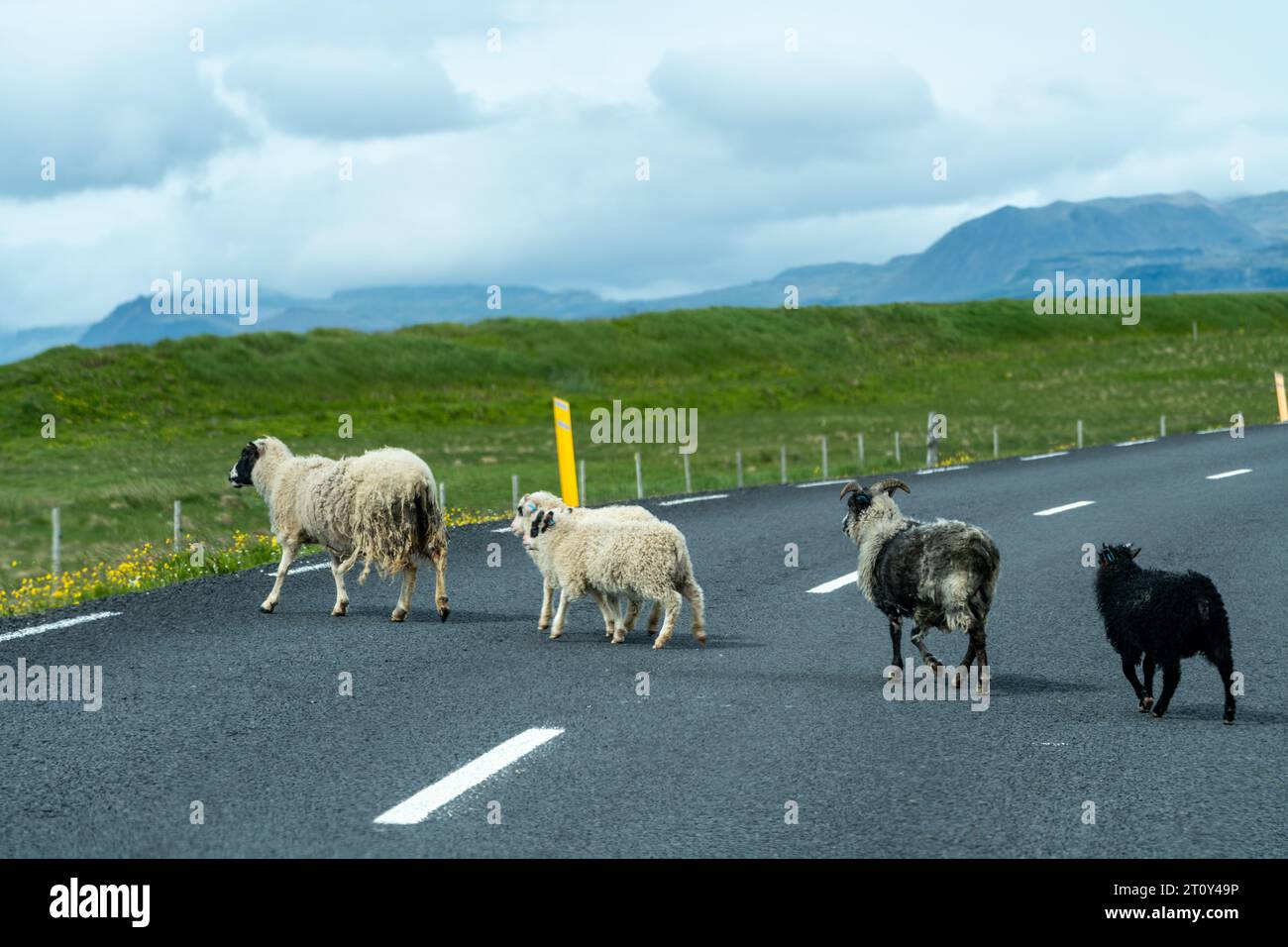 Sheep roadkill hi-res stock photography and images - Alamy