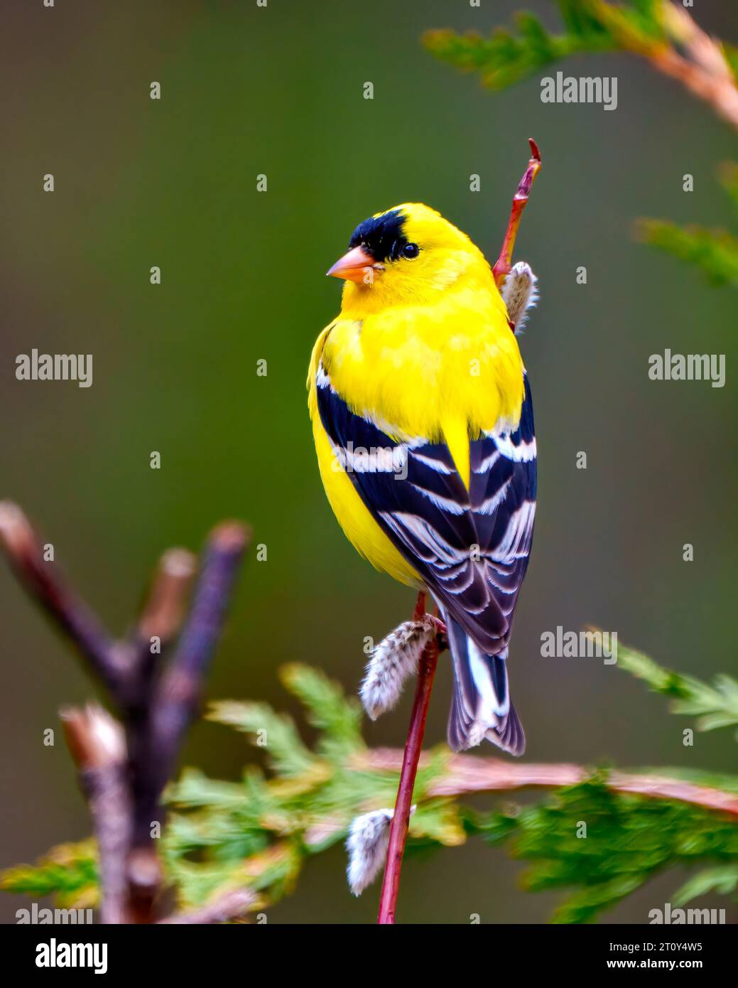 American goldfinch magazine bird photo hi-res stock photography and ...