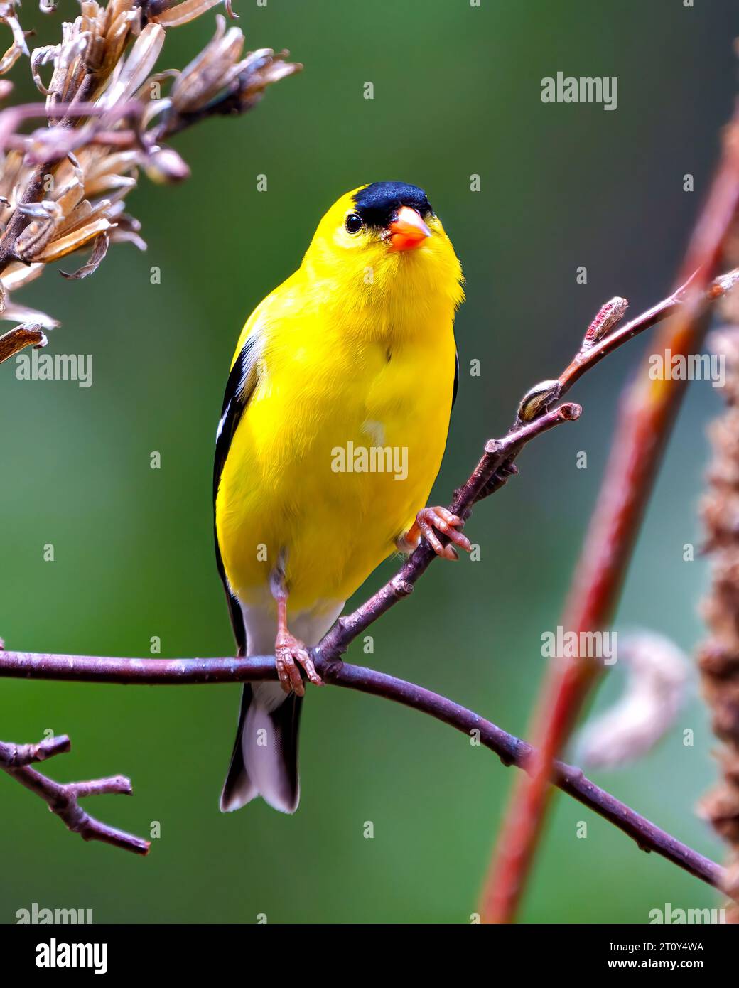 Goldfinch male close-up front view perched on a branch with a colourful ...