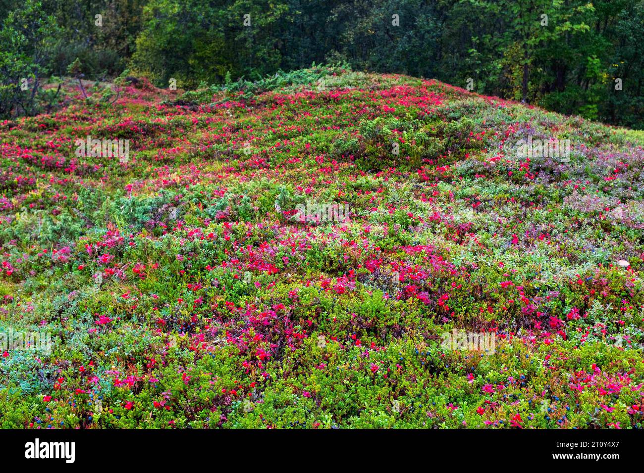 September 07, 2023: Colorful autumn ground cover adorns the forest ...