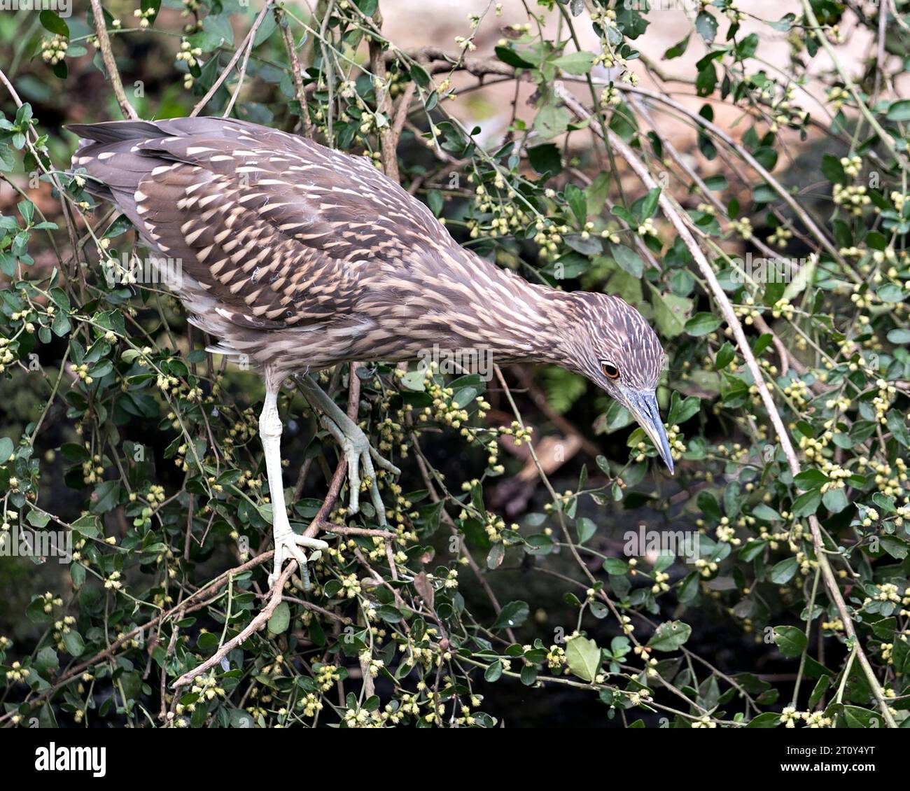 Black-Crowned Night-Heron juvenile bird close-up side view perched on a ...