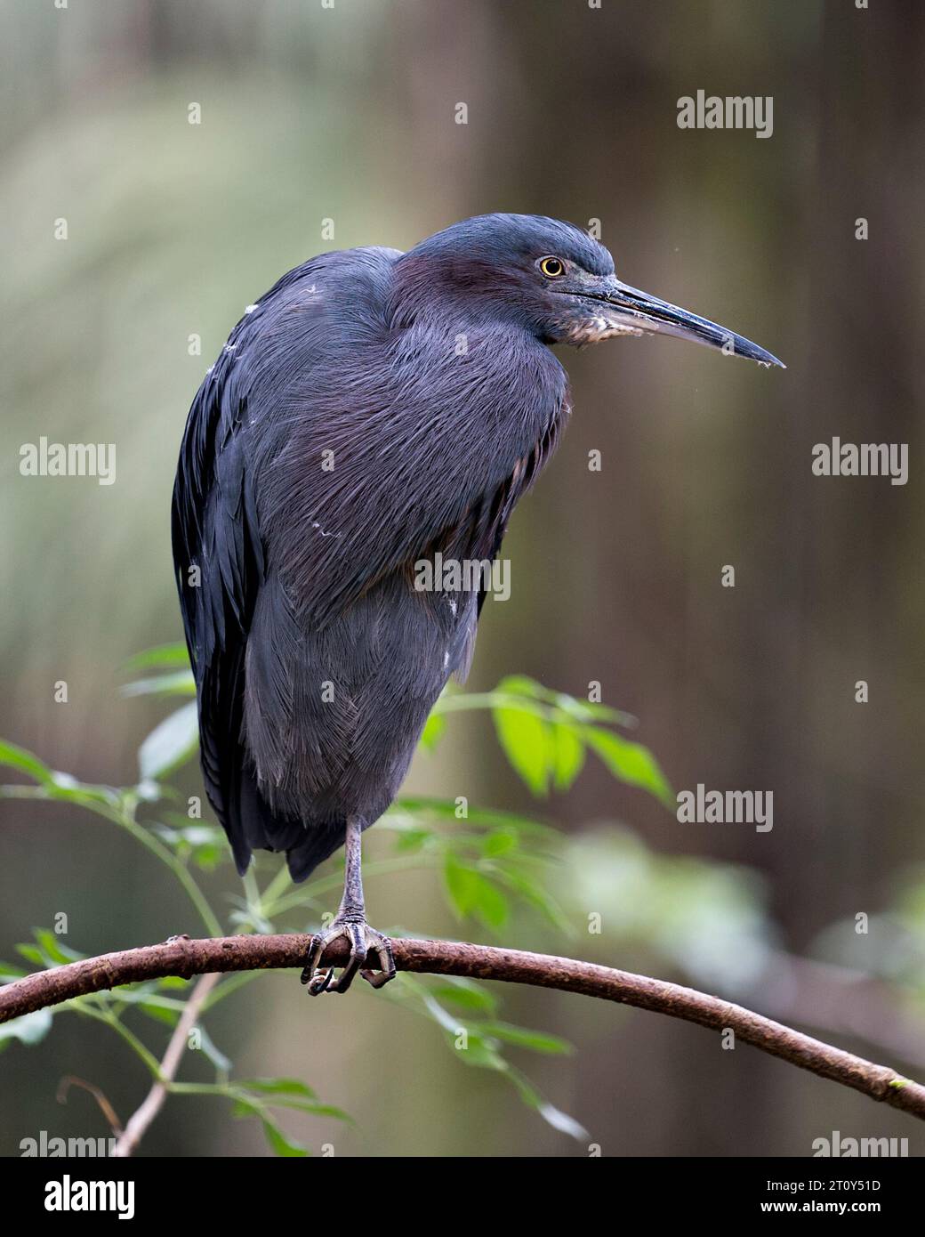Little Blue Heron close-up front view perched on a branch displaying ...