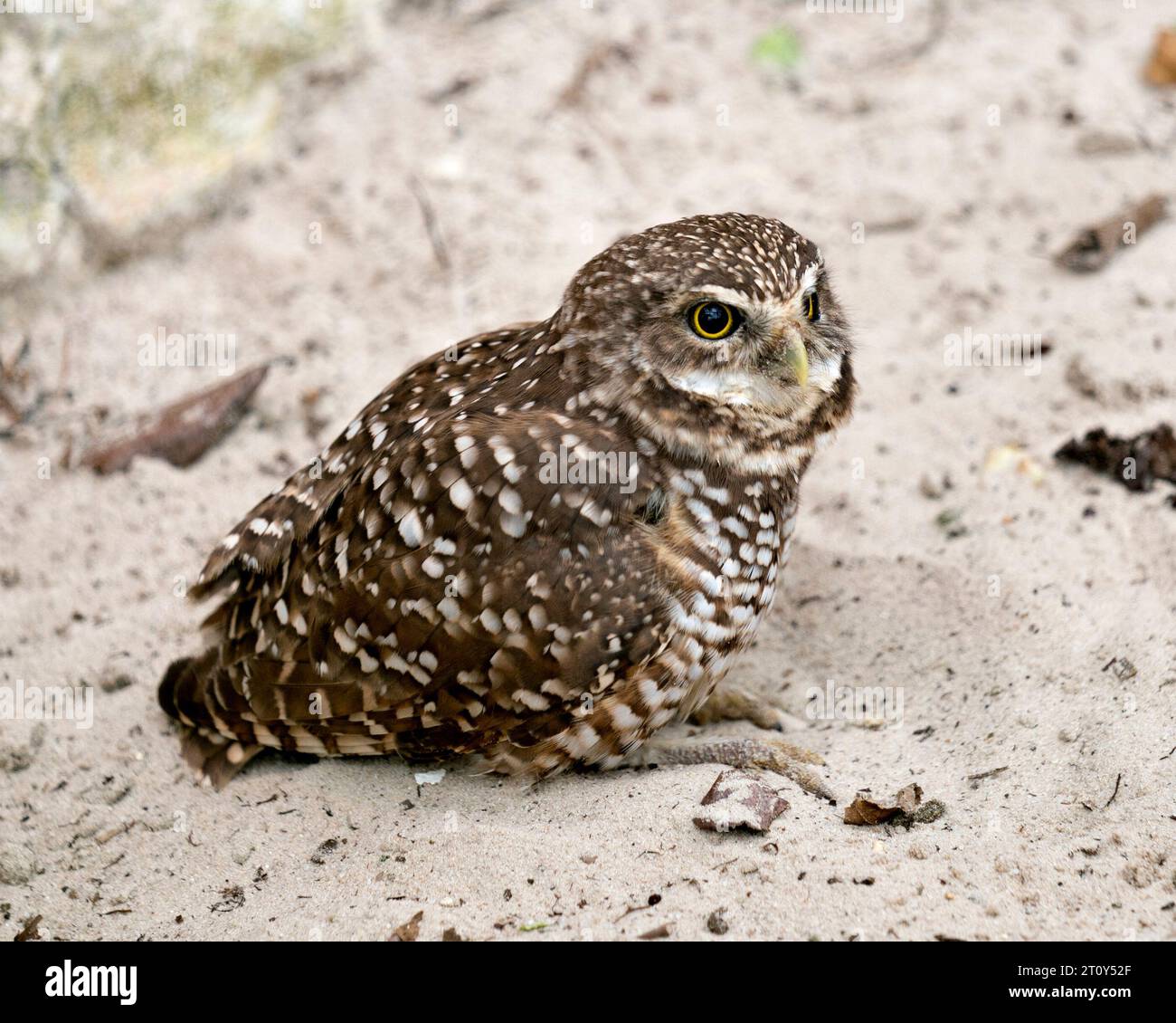 Owl Florida Burrowing Owl close-up profile sitting on sand background ...