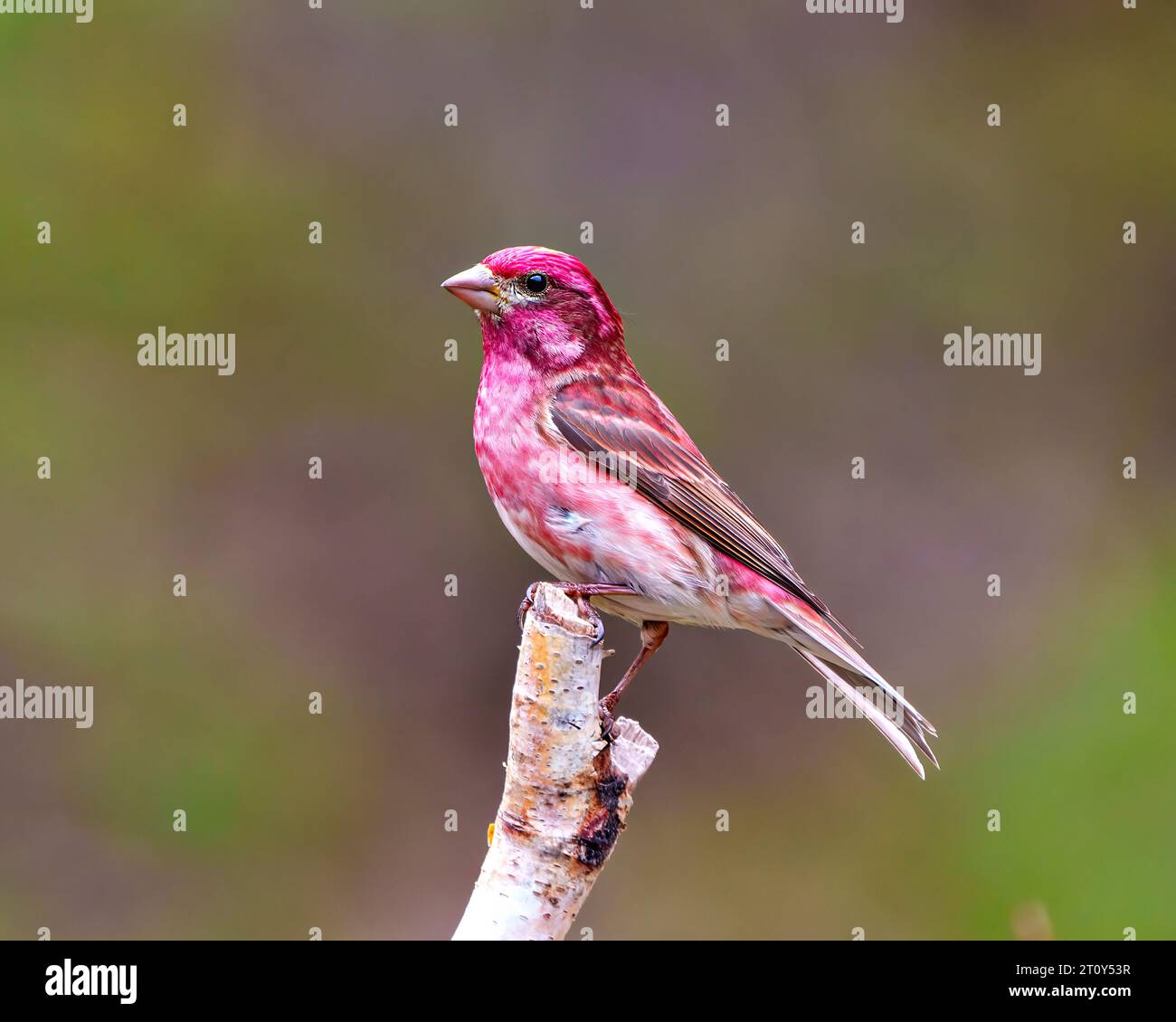 Finch male close-up side view, perched on a birch branch displaying red ...