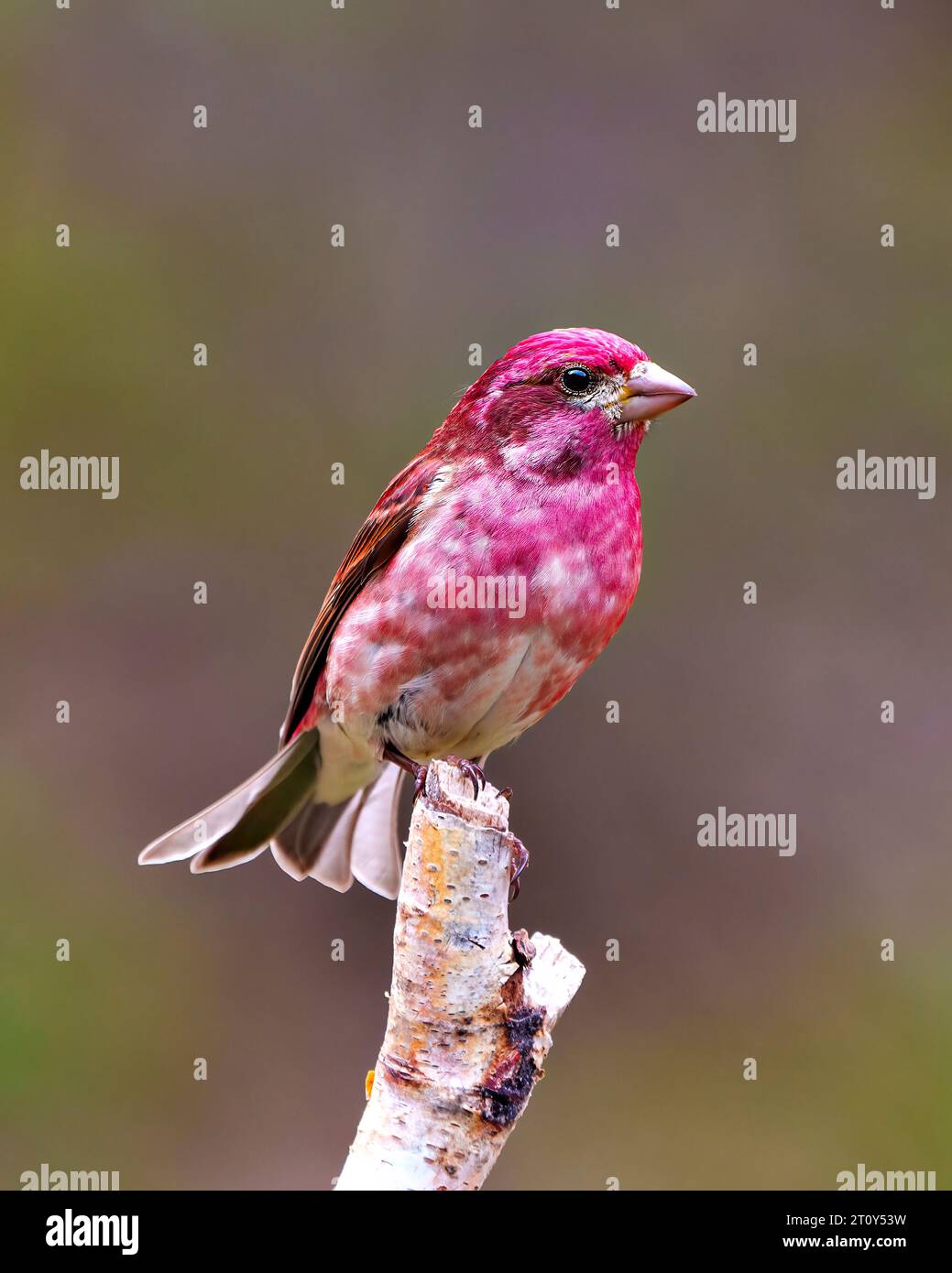 Finch male close-up side view, perched on a birch branch displaying red ...