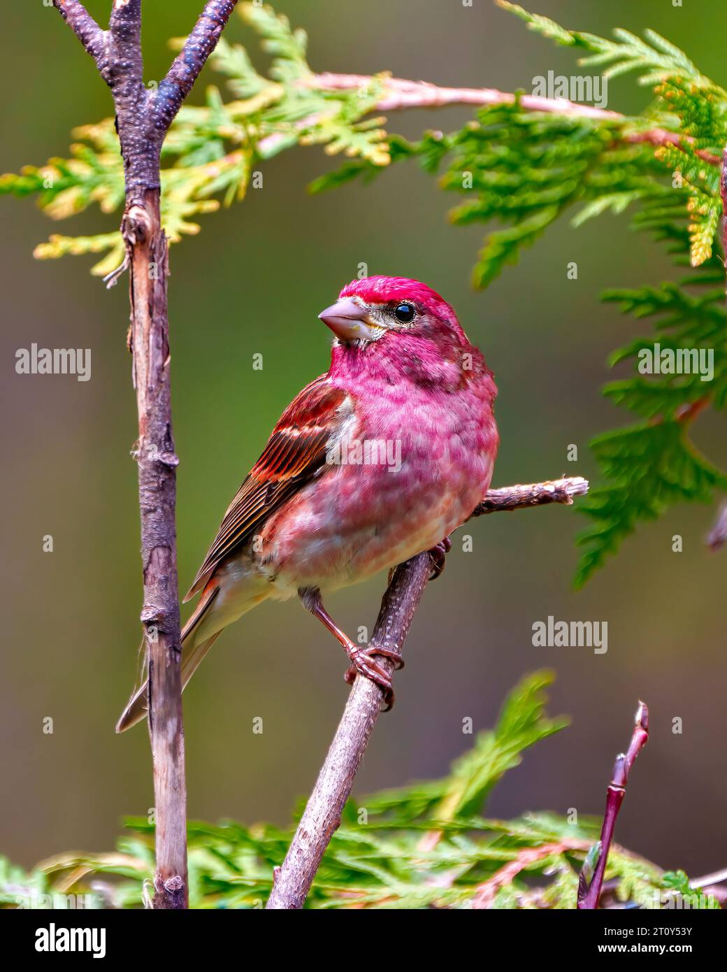 Finch male close-up front view, perched on a branch displaying red ...