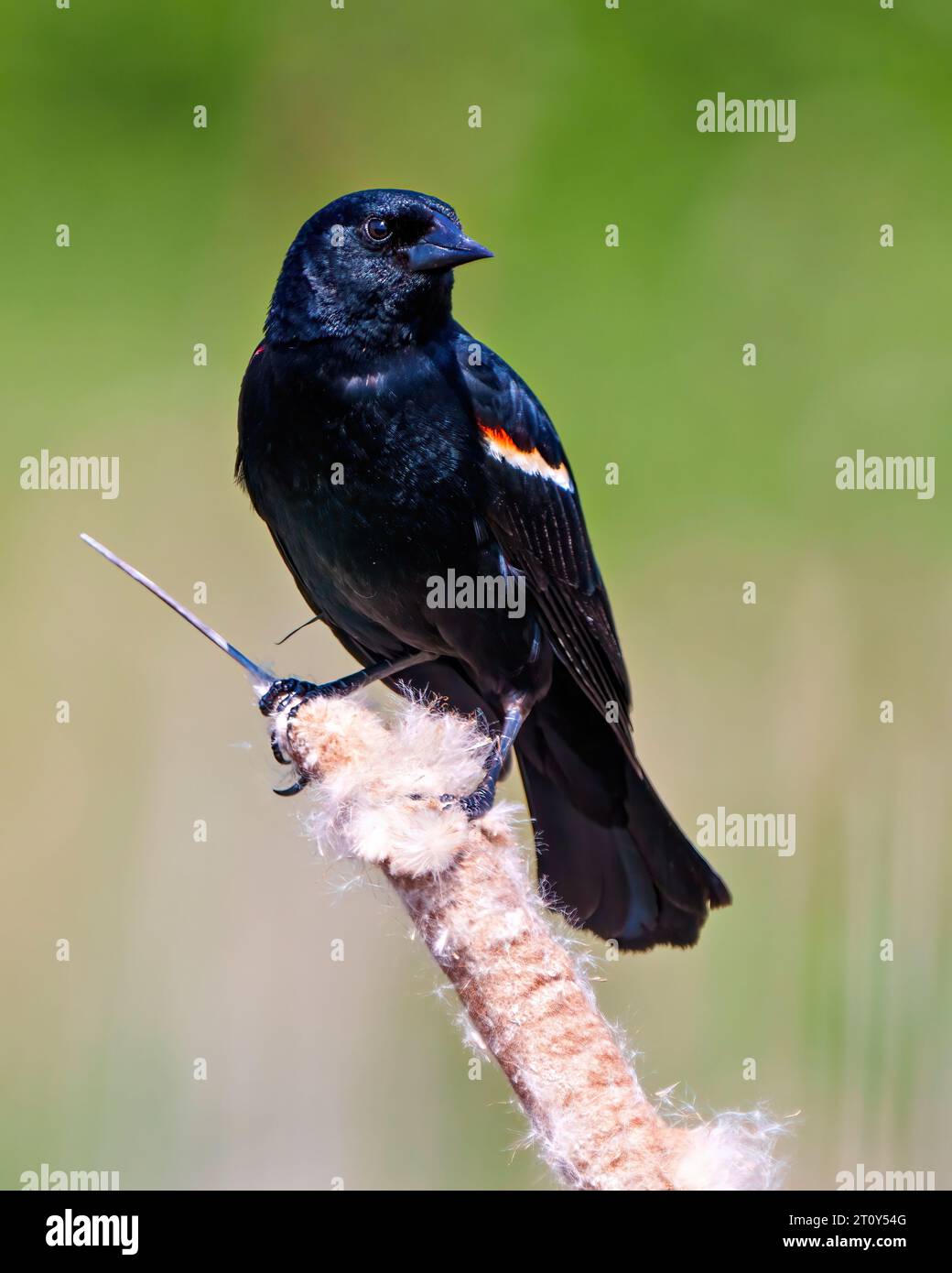 Red-Winged Blackbird male close-up side view, perched on a cattail with ...