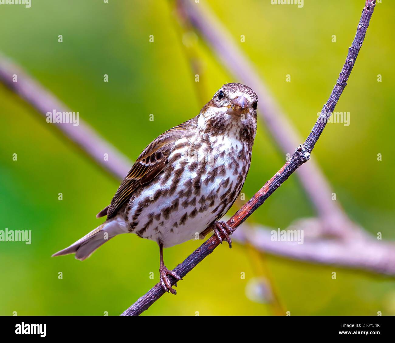 Songbird family hi-res stock photography and images - Alamy